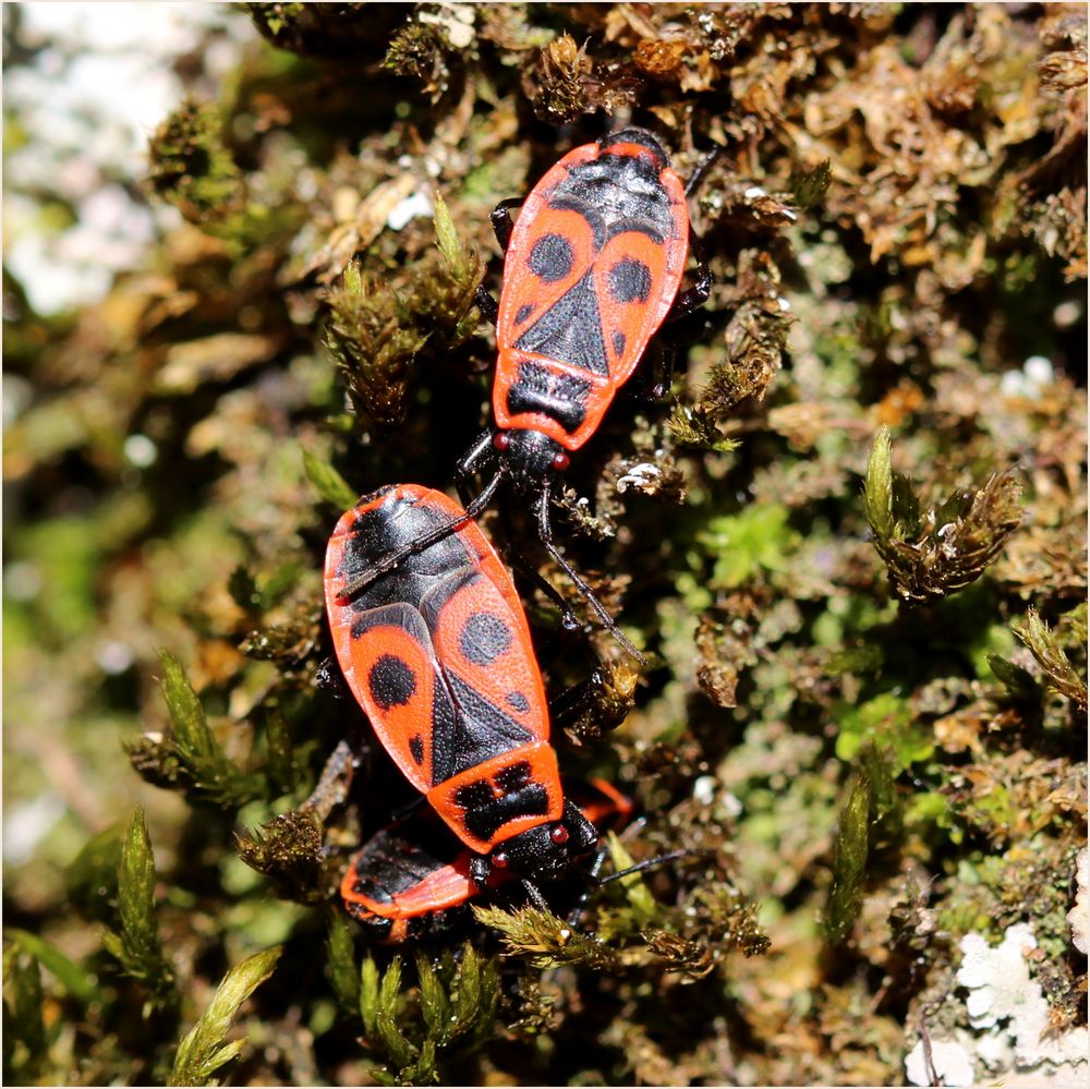 Gemeine Feuerwanze (Pyrrhocoris apterus). Foto & Bild | tiere, wildlife ...