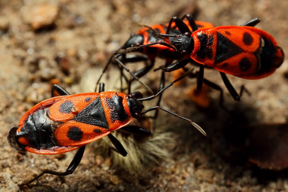 Gemeine Feuerwanze (Pyrrhocoris apterus) (IIII) Foto & Bild | tiere ...