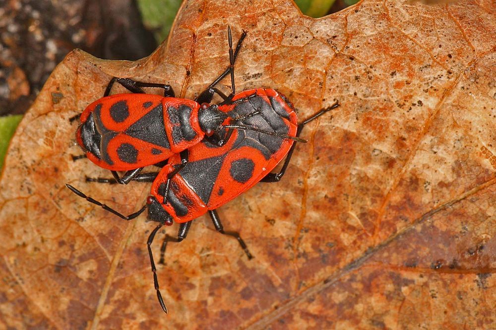 Gemeine Feuerwanzen Foto & Bild | fotos, makro, natur Bilder auf ...
