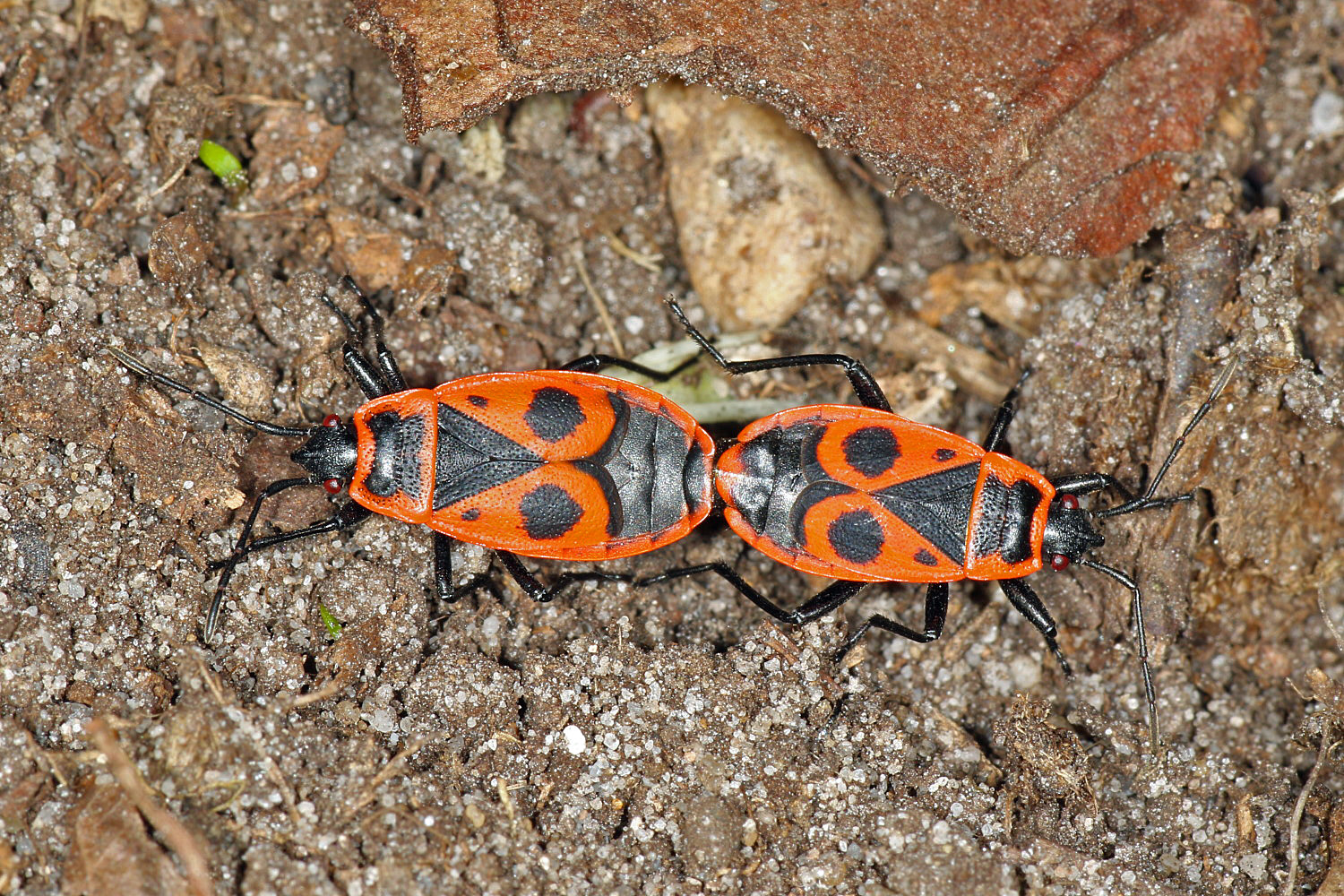 Gemeine Feuerwanzen Foto & Bild | fotos, makro, frühling Bilder auf ...