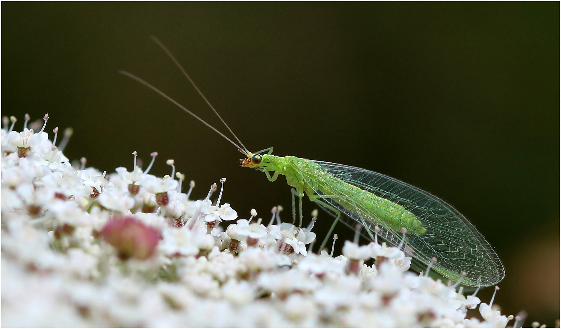 Gemeine Florfliege (Chrysoperla carnea). Foto & Bild | makro, natur ...
