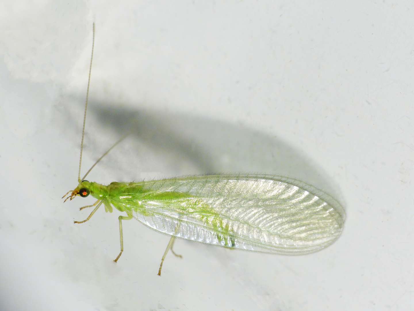 Gemeine Florfliege (Chrysoperla carnea) Foto & Bild | natur, fliegen ...