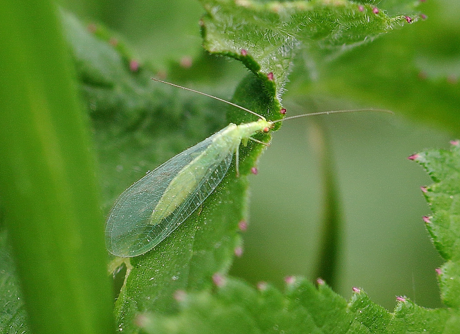 Gemeine Florfliege Foto & Bild | natur, fliegen, insekten Bilder auf ...