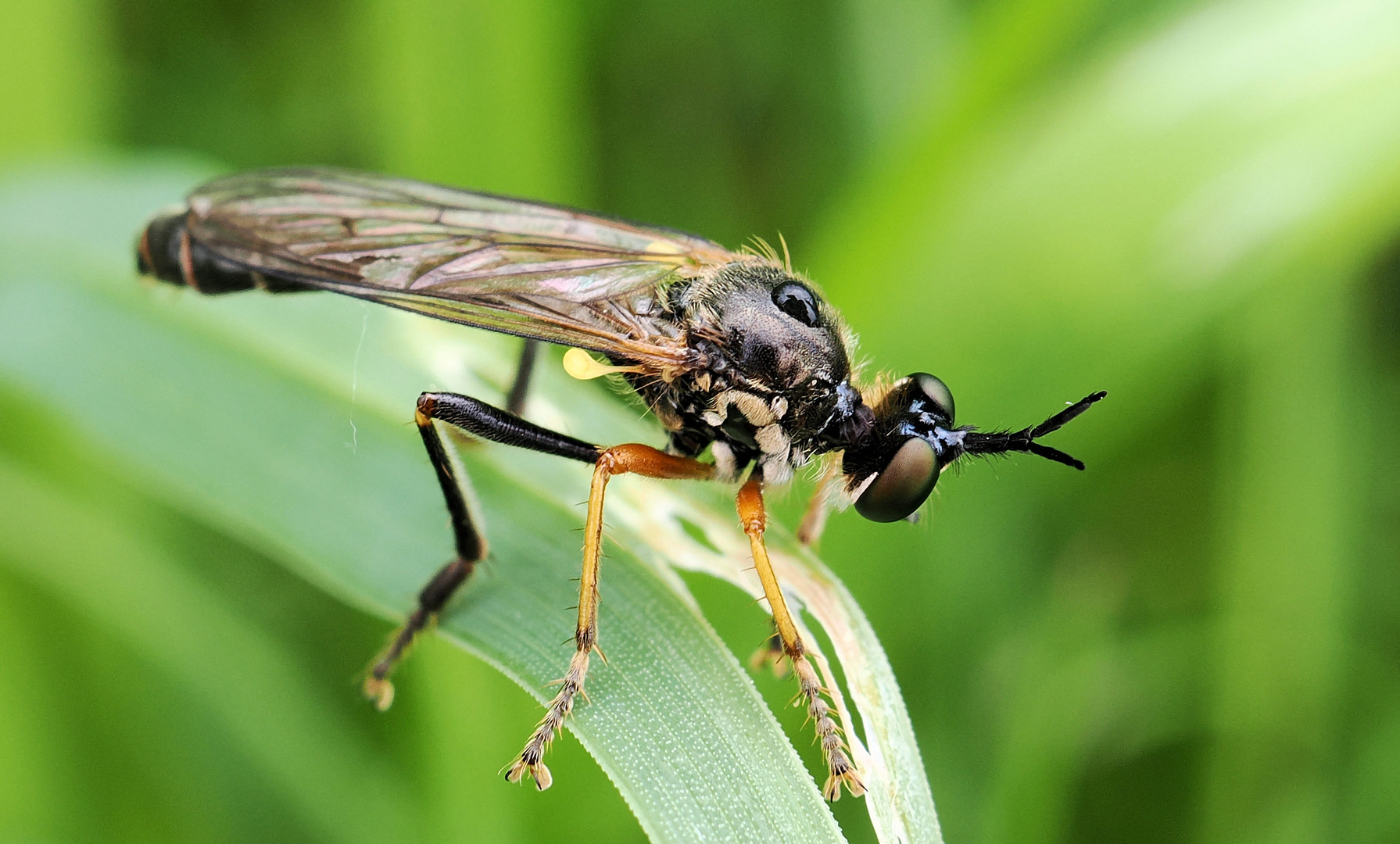 Gemeine Habichtsfliege Foto & Bild | natur, fliegen, fliege Bilder auf ...