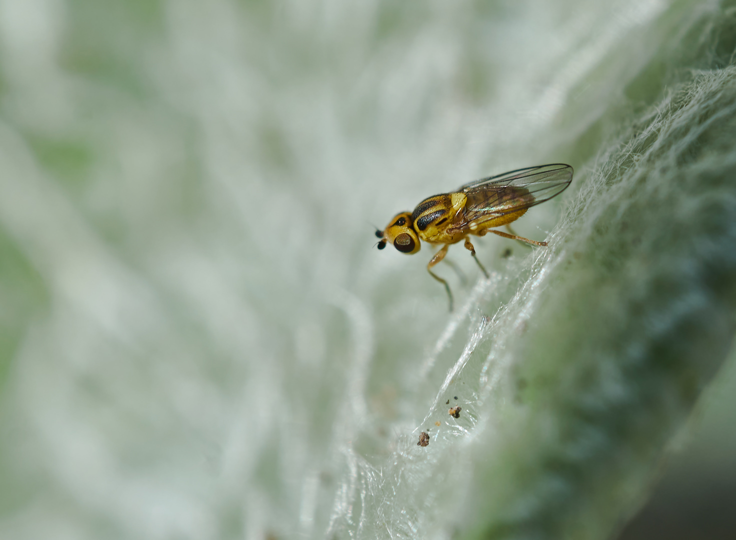 Gemeine Halmfliege (Thaumatomyia notata) Foto & Bild | natur, fliegen ...