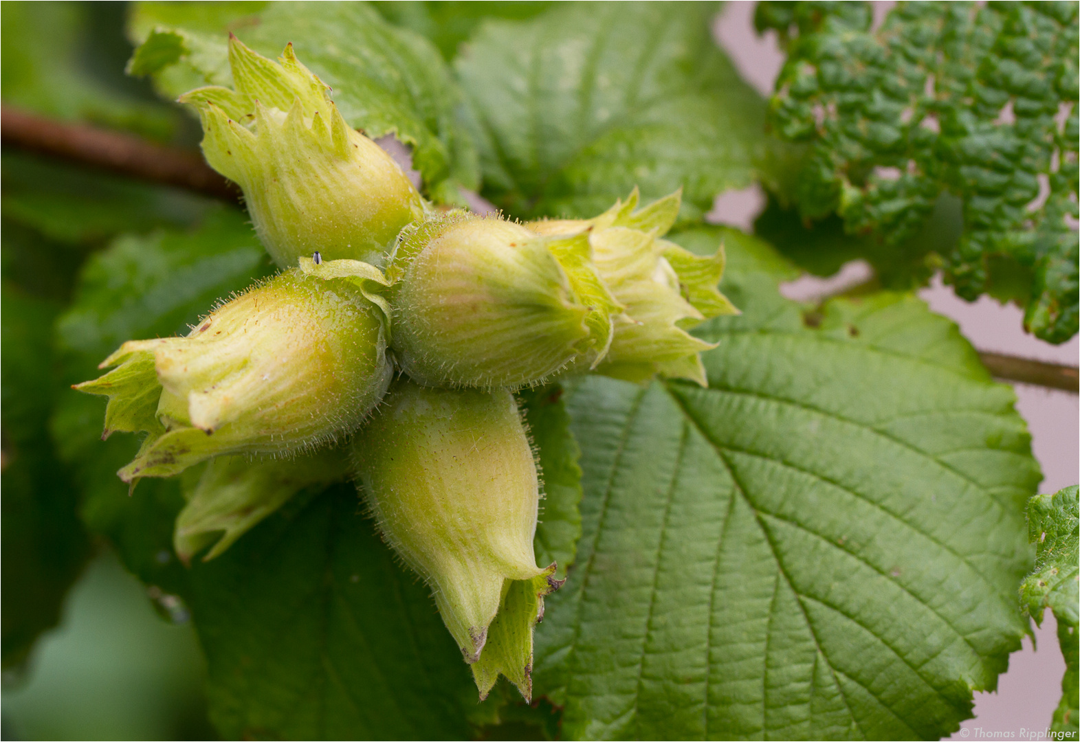 Gemeine Hasel (Corylus avellana) Foto & Bild | pflanzen, pilze ...