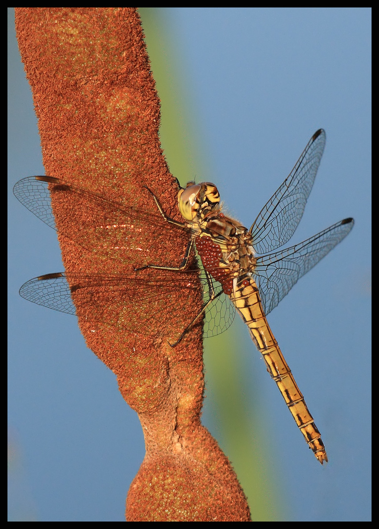 Gemeine Heidelibelle (Weibchen) mit Milbenbefall Foto & Bild | makro 2 ...