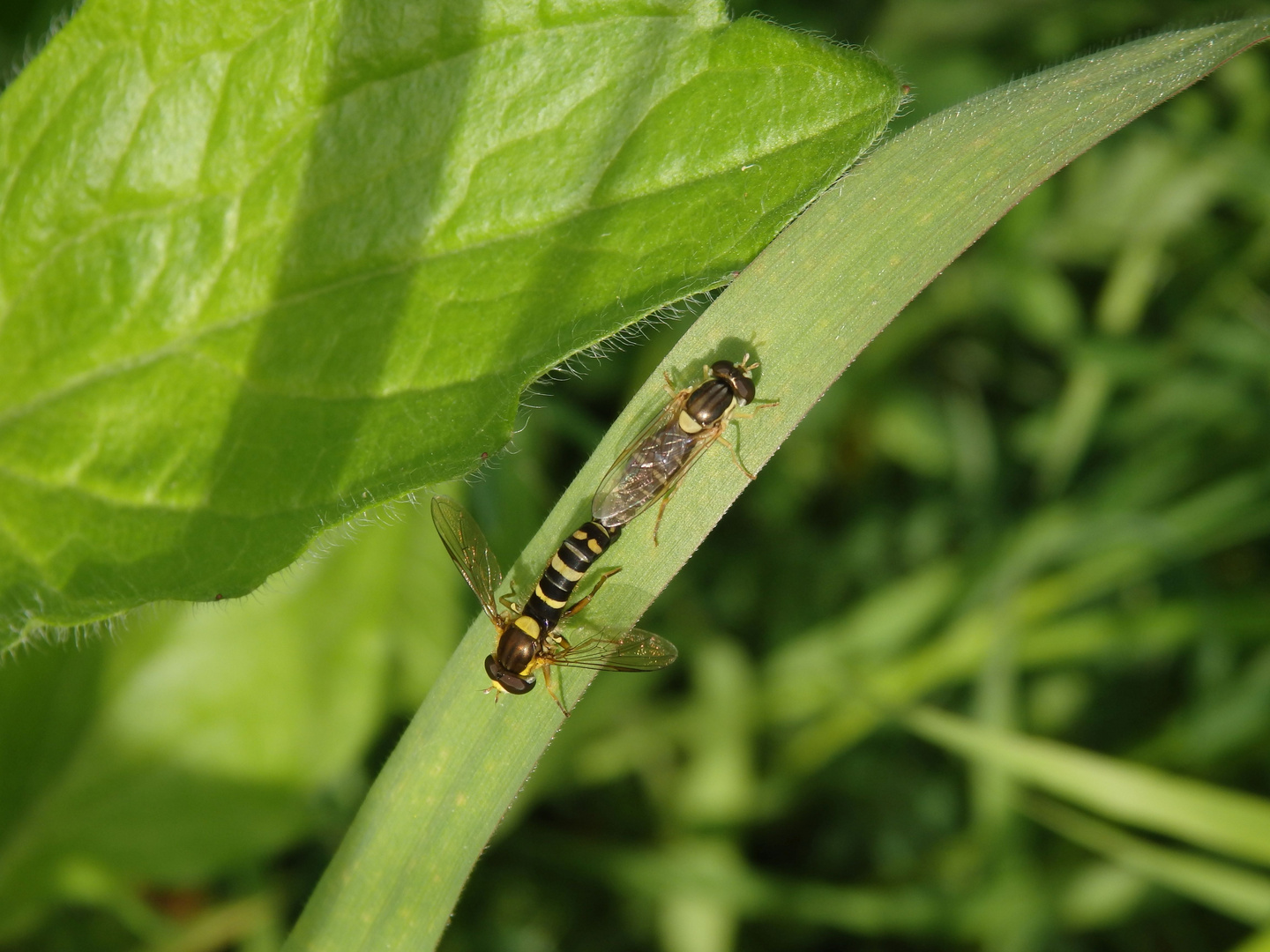 Gemeine Langbauch-Schwebfliegen (Sphaerophoria scripta) bei der Paarung ...