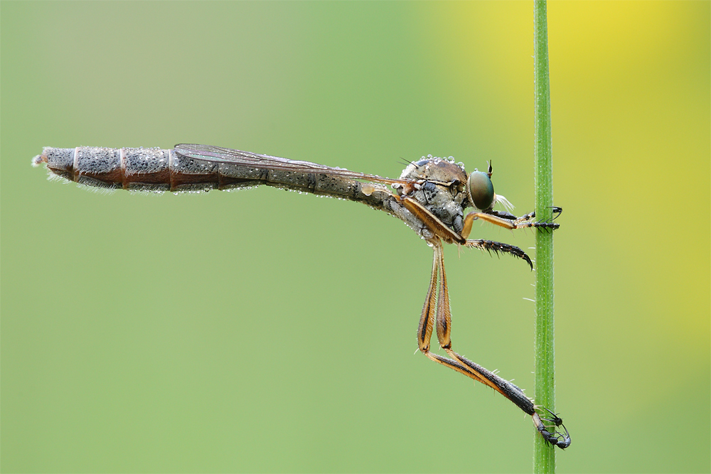 Gemeine Langfliege (Leptogaster cylindrica) Foto & Bild | tiere ...
