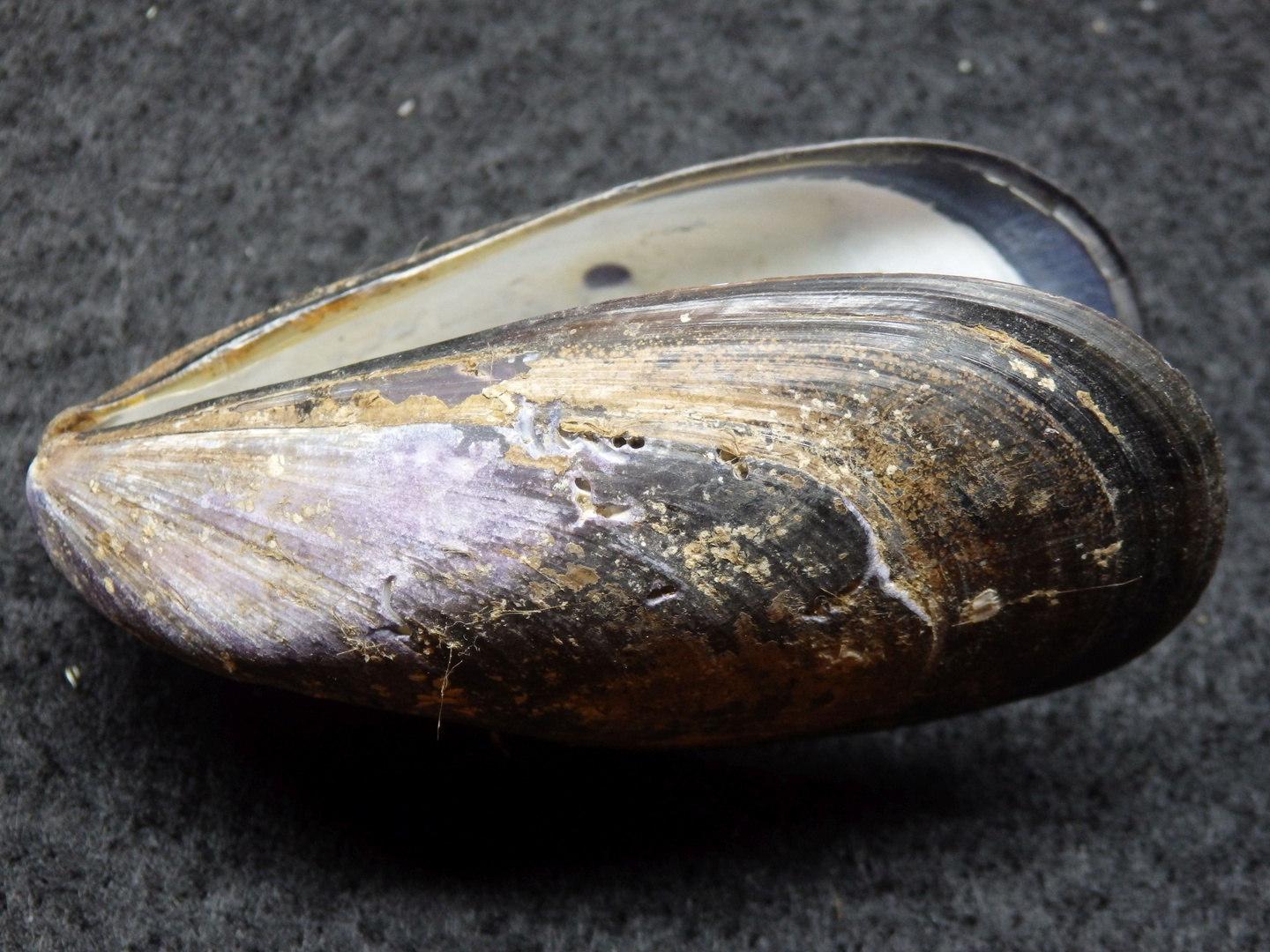 Gemeine Miesmuschel (Mytilus edulis) Foto & Bild | tiere, wildlife ...