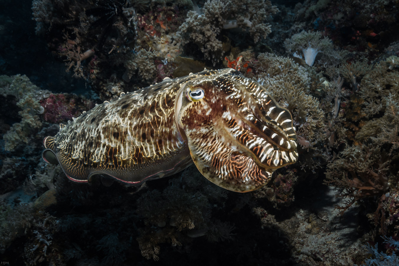 Gemeine Sepie Foto & Bild | asia, indonesia, tiere Bilder auf fotocommunity