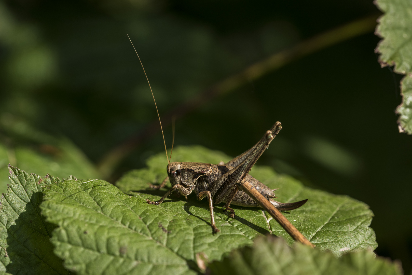 Gemeine Strauchschrecke Foto & Bild | tiere, wildlife, insekten Bilder ... Gemeine Strauchschrecke Foto & Bild | tiere, wildlife, insekten Bilder ...