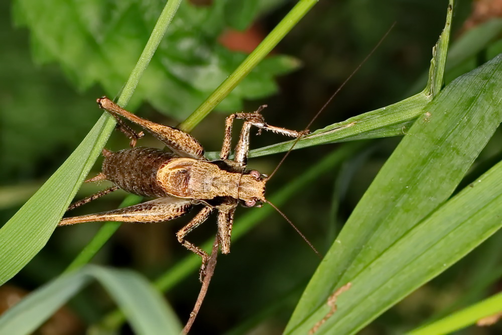 Gemeine Strauchschrecke Foto & Bild | makro, wiese, natur Bilder auf ... Gemeine Strauchschrecke Foto & Bild | makro, wiese, natur Bilder auf ...