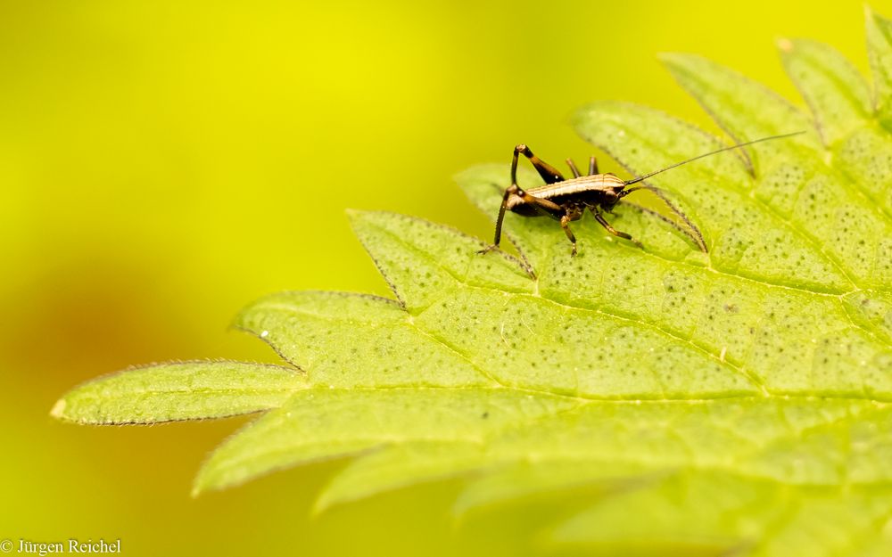 Gemeine Strauchschrecke jr. Foto & Bild | tiere, wildlife, insekten ... Gemeine Strauchschrecke jr. Foto & Bild | tiere, wildlife, insekten ...