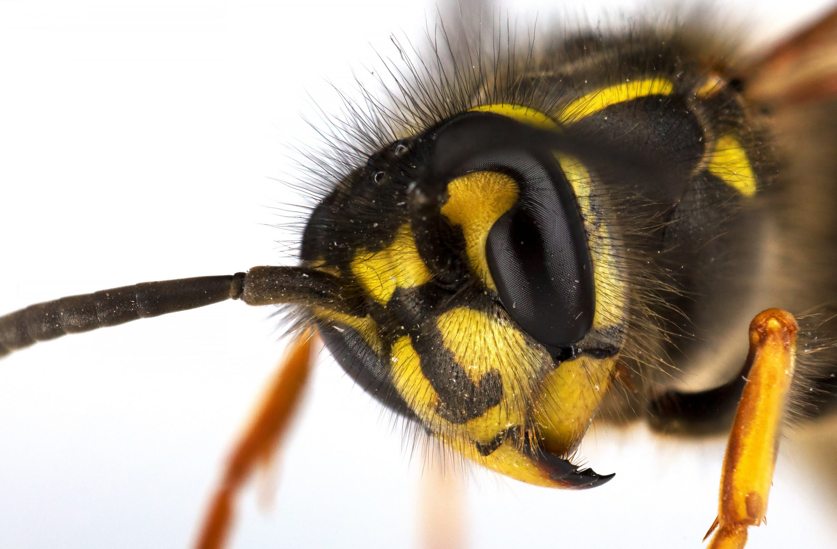 Gemeine Wespe Foto & Bild | tiere, wildlife, insekten Bilder auf ...