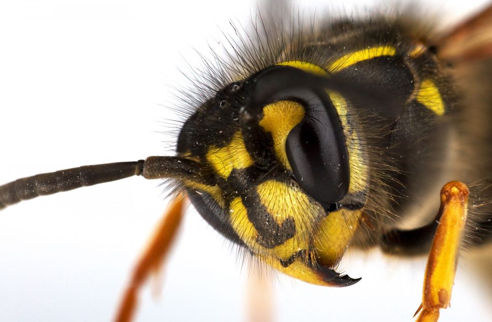 Gemeine Wespe Foto & Bild | tiere, wildlife, insekten Bilder auf ...