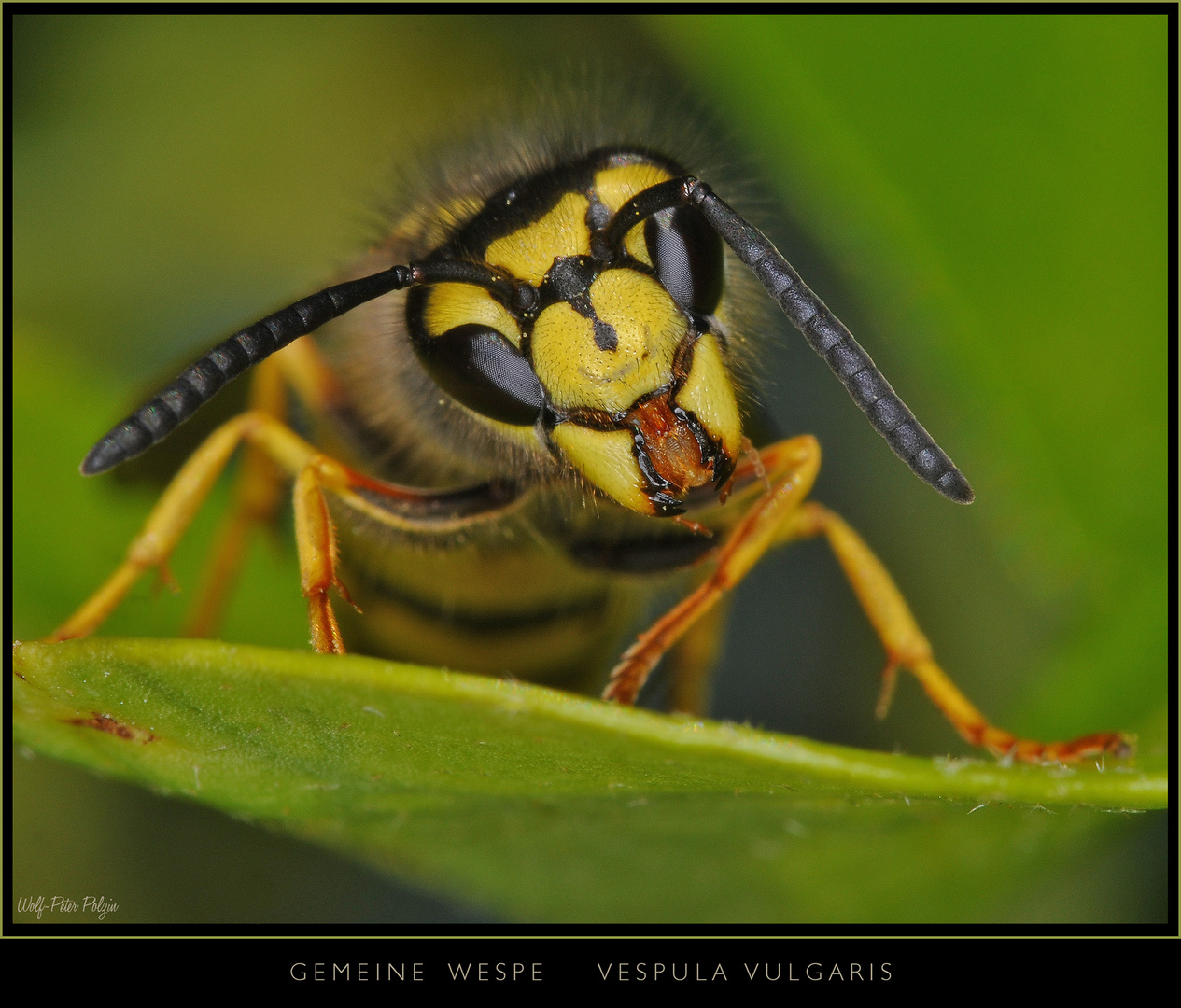 Gemeine Wespe - Vespula vulgaris (6750) Foto & Bild | tiere, wildlife ...