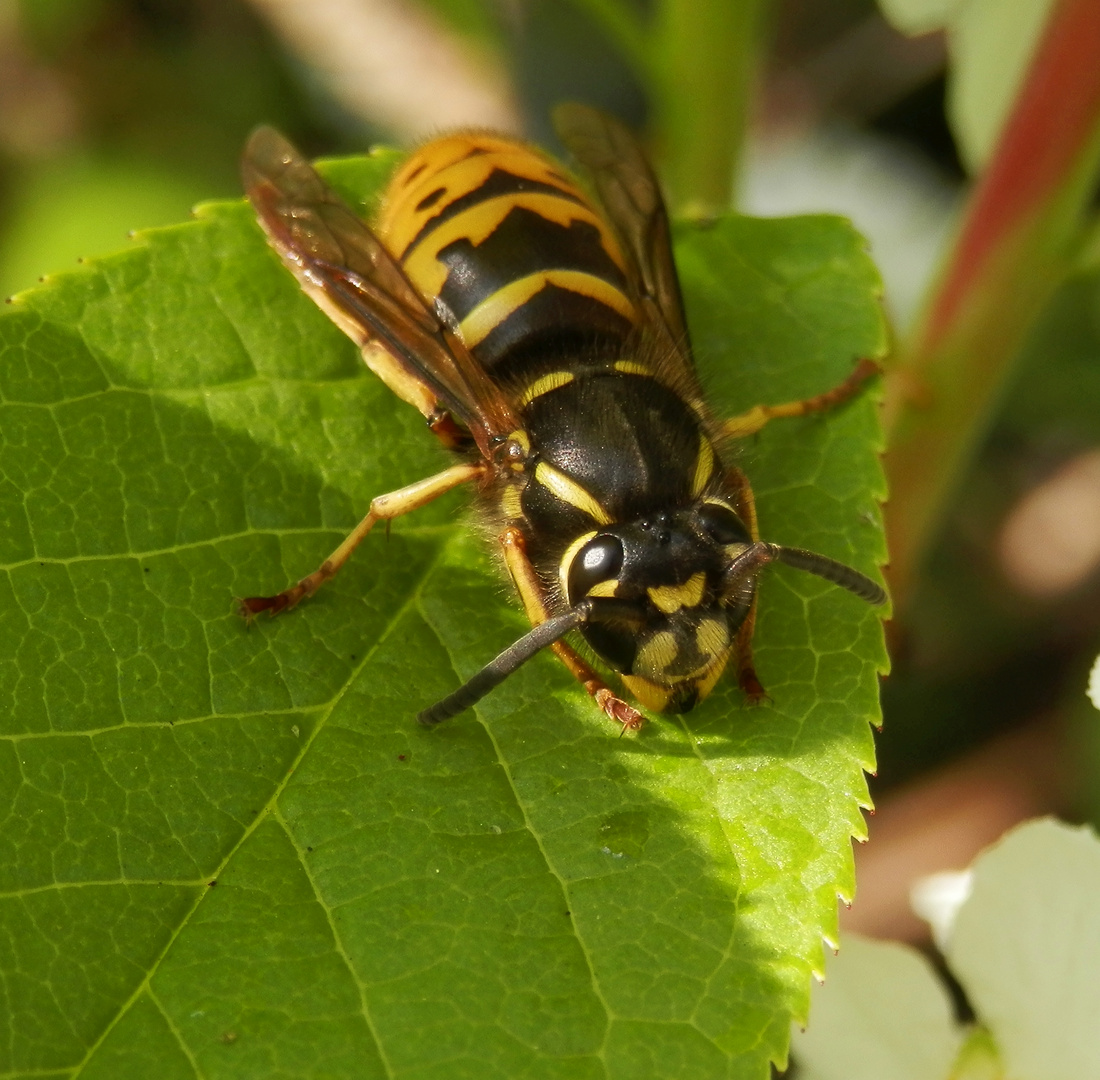 Gemeine Wespe (Vespula vulgaris) Foto & Bild | tiere, wildlife ...