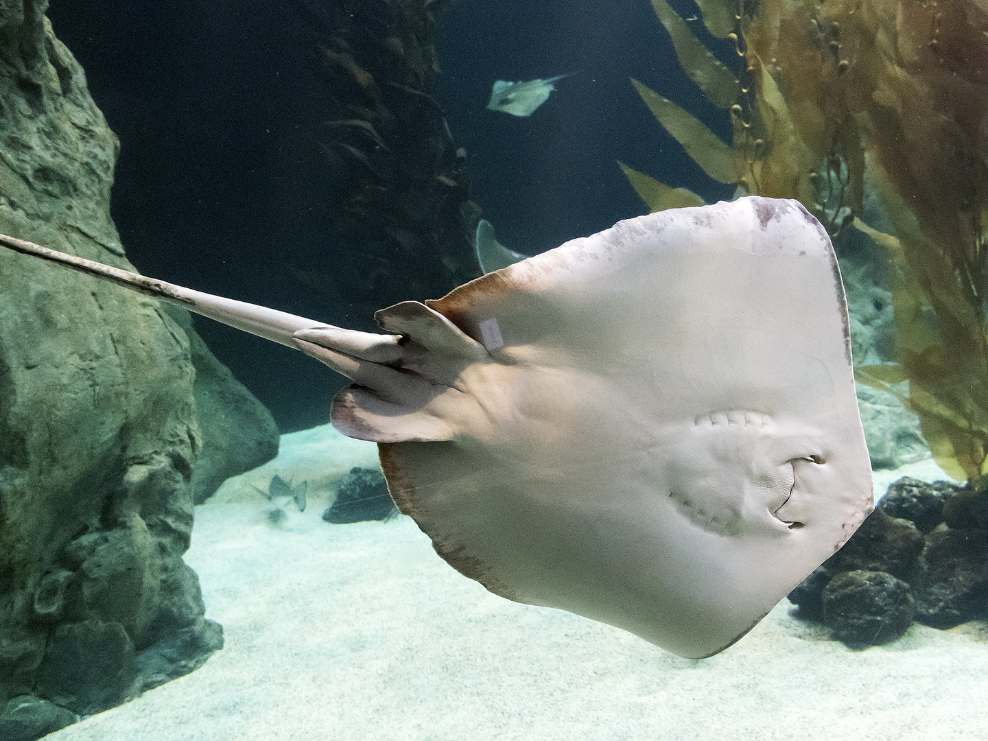 Gemeiner Geigenrochen Foto & Bild | tiere, zoo, wildpark & falknerei ...