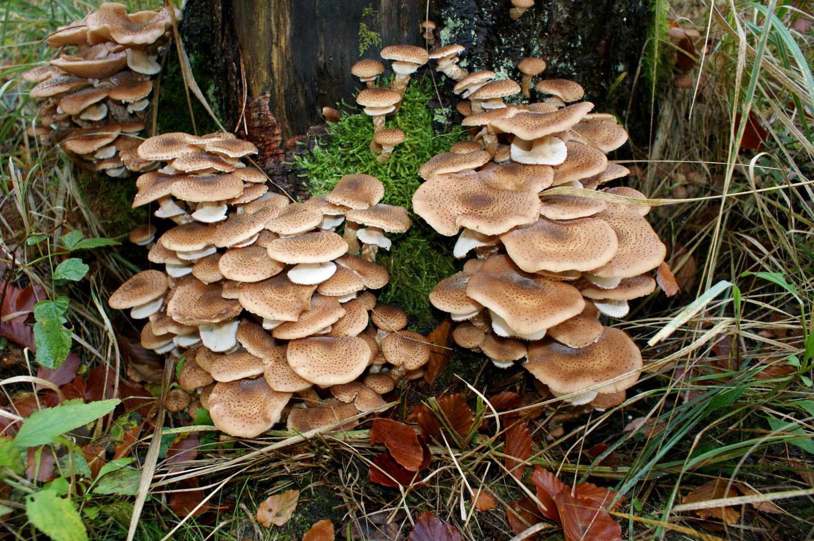 Gemeiner Hallimasch Foto & Bild | pflanzen, pilze & flechten, pilze ...