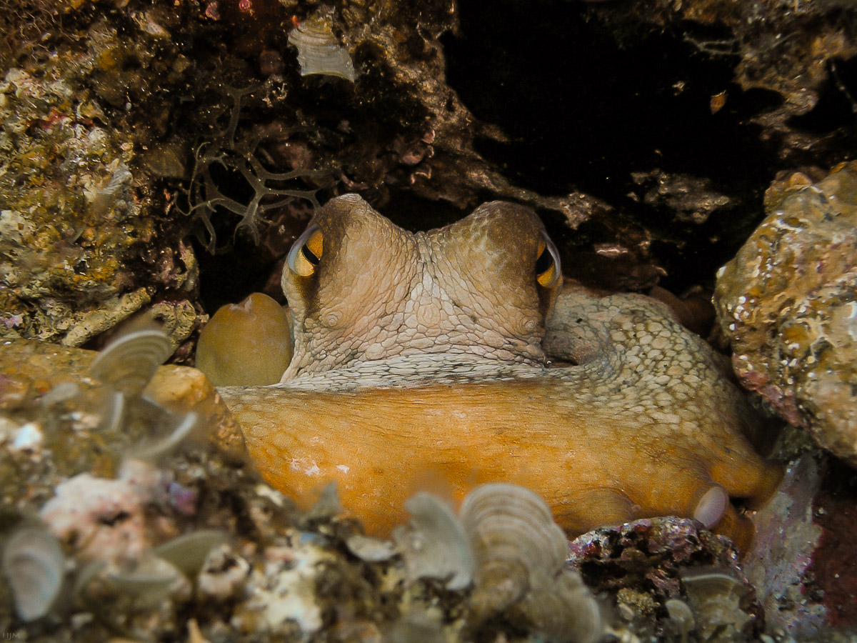 Gemeiner Krake Foto & Bild | europe, italy, vatican city, s marino ...