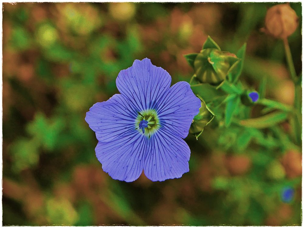 Gemeiner Lein Foto & Bild | natur, pflanzen, blüten Bilder auf ...