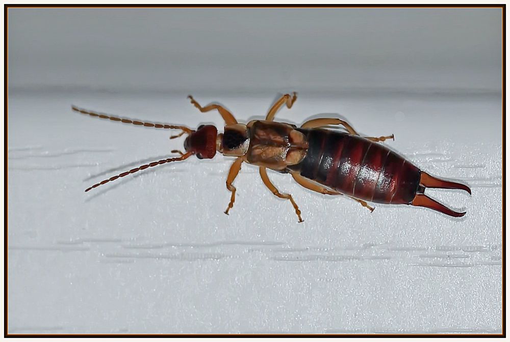Gemeiner Ohrwurm Foto & Bild | makro, natur, macro Bilder auf fotocommunity Gemeiner Ohrwurm Foto & Bild | makro, natur, macro Bilder auf fotocommunity