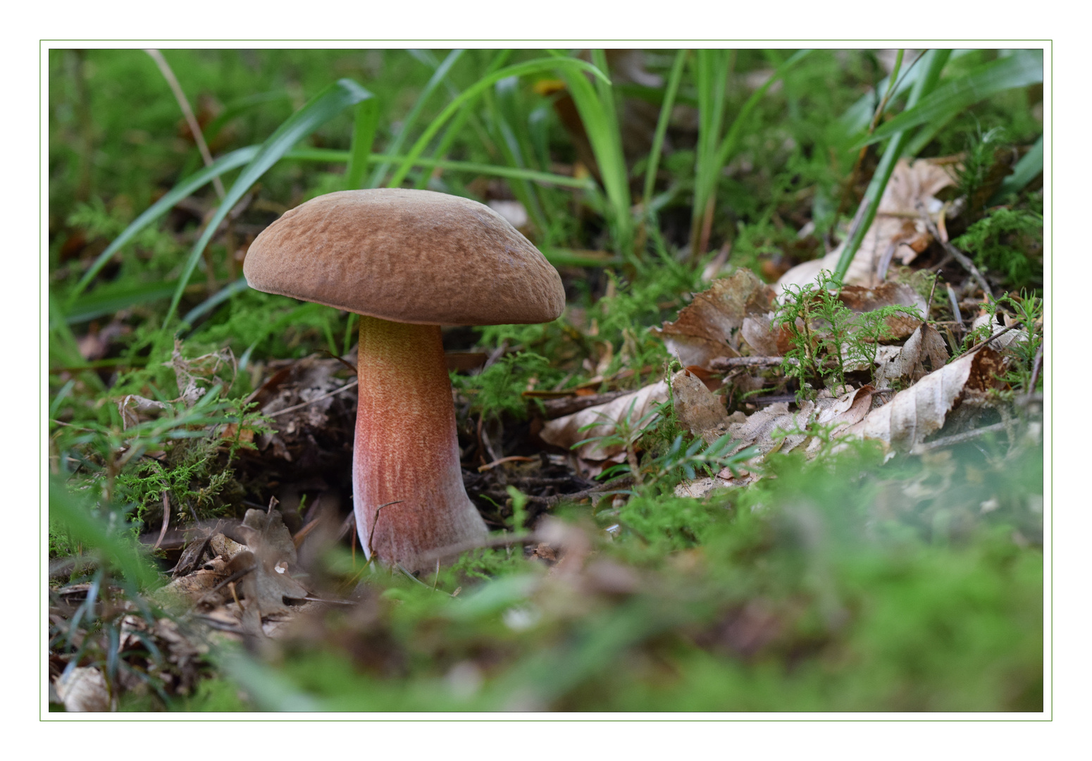 Gemeiner Rotfußröhrling Foto & Bild | wald, natur, pflanzen Bilder auf ...