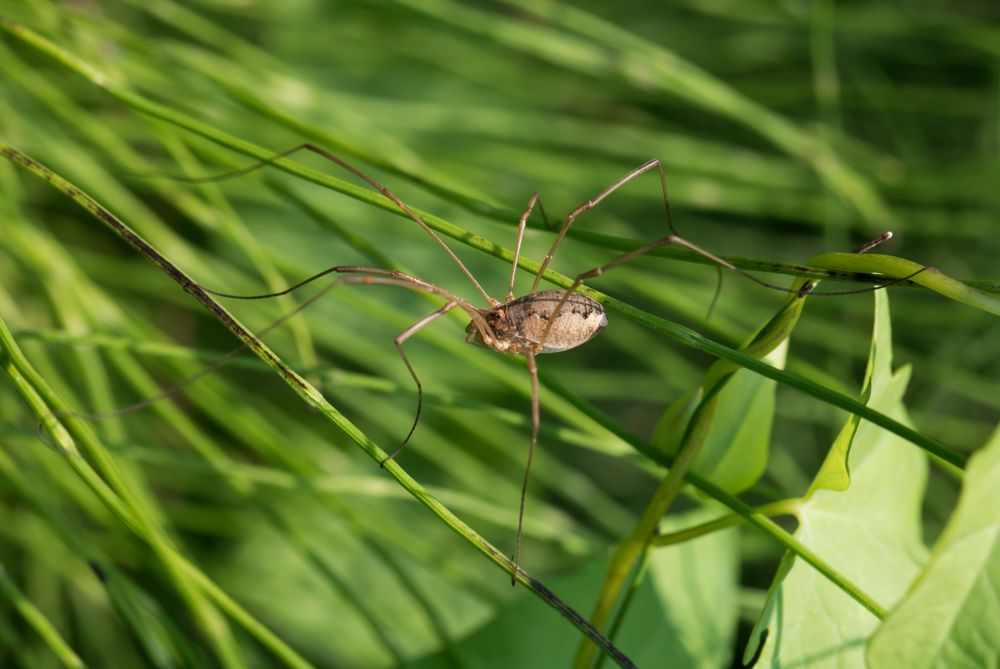 gemeiner Weberknecht Foto & Bild | tiere, wildlife, spinnen Bilder auf ...