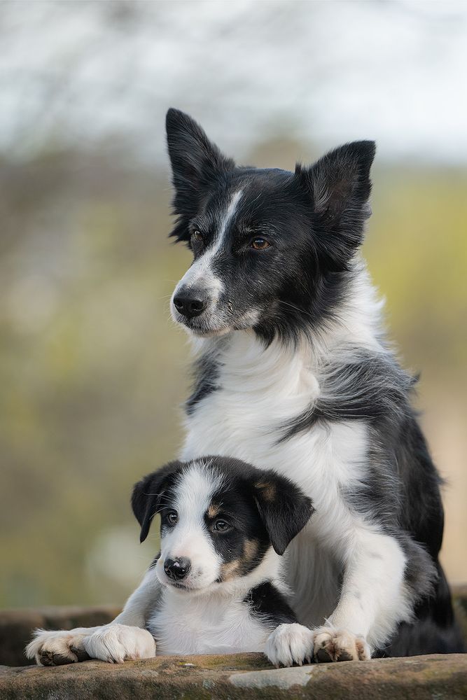 gemeinsam Foto & Bild | tiere, haustiere, hunde Bilder auf fotocommunity
