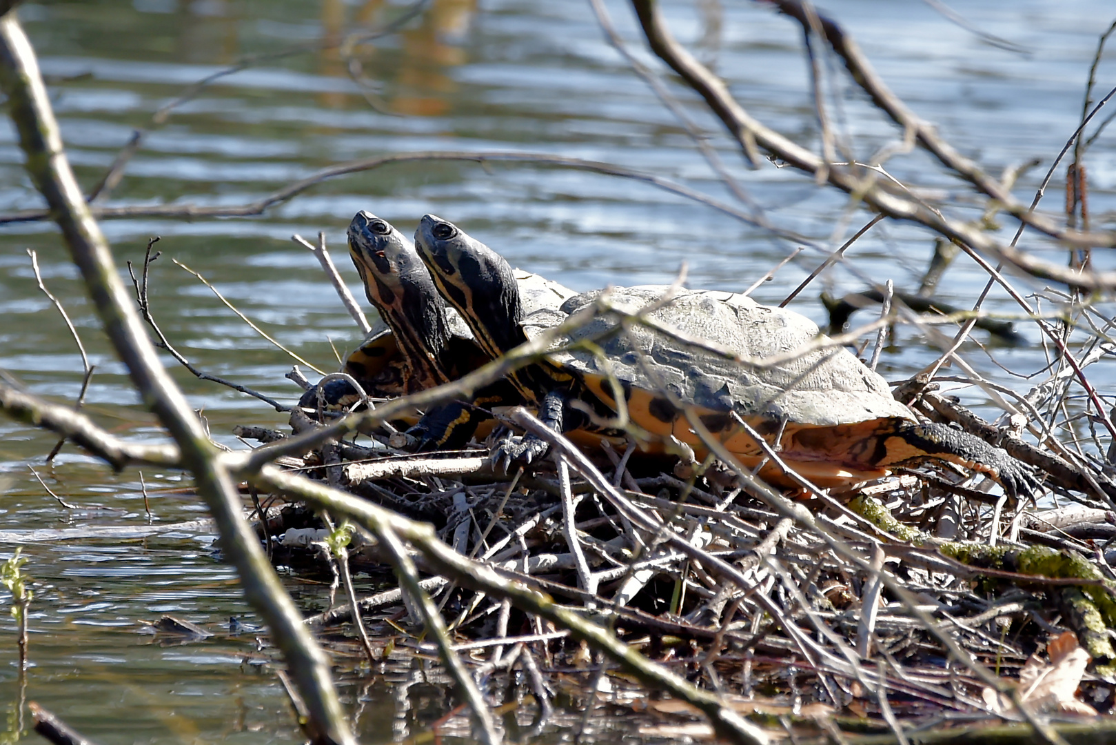 Gemeinsam Chillen #1 Foto & Bild | natur, wildlife, amphibien Bilder ...
