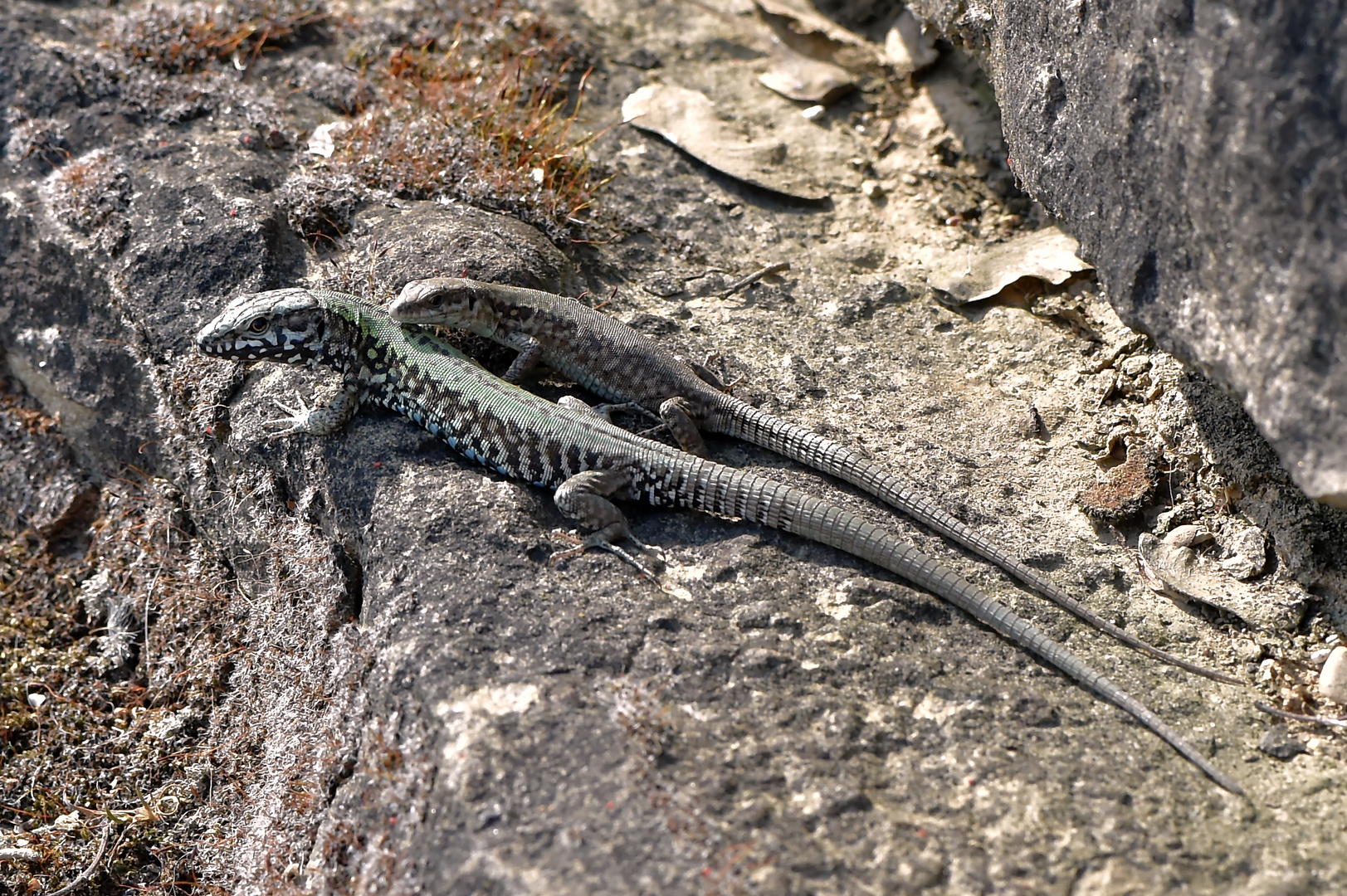 Gemeinsam chillen Foto & Bild | makro, natur, tiere Bilder auf ...