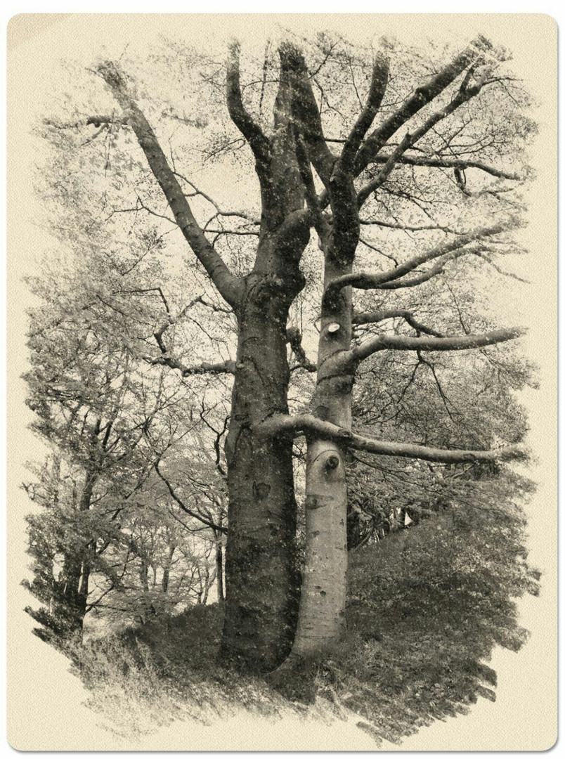 Gemeinsam wachsen Foto & Bild | wald, bäume, baum Bilder auf fotocommunity