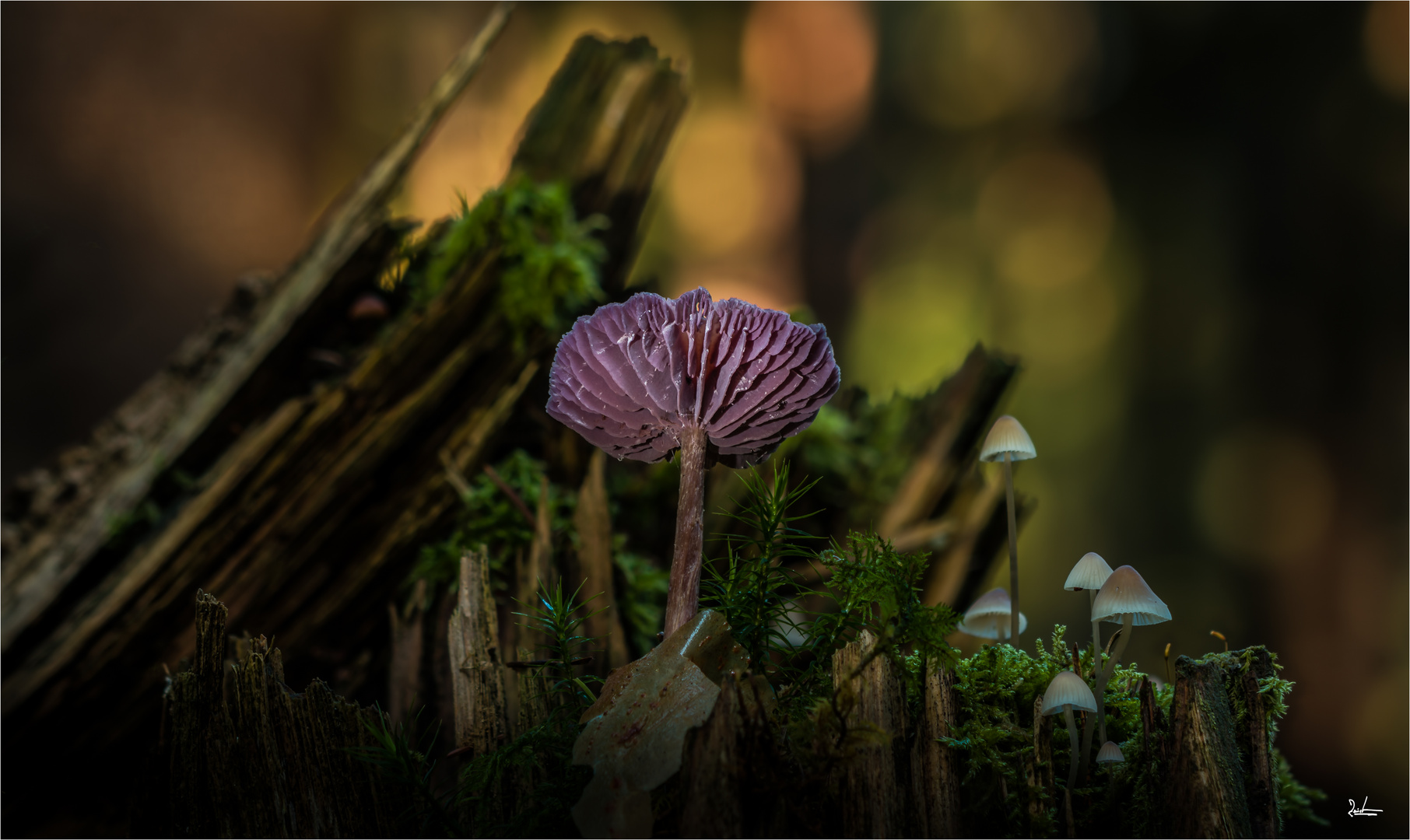 gemischte Pilze Foto & Bild | pilze und flechten, herbst, pilz Bilder ...