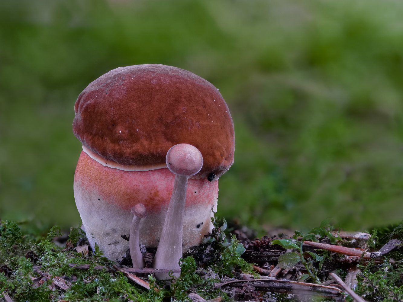 gemischtes Trio Foto & Bild | europe, schweiz & liechtenstein, pflanzen ...