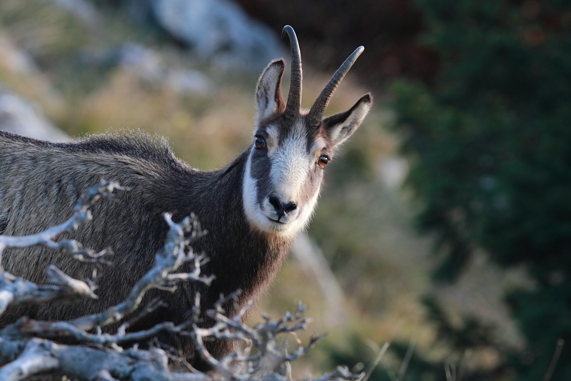 Gemse Foto & Bild | tiere, wildlife, säugetiere Bilder auf fotocommunity