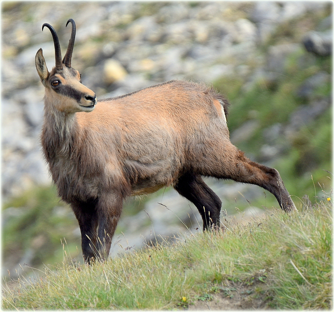 "gemse" Foto & Bild | motive Bilder auf fotocommunity