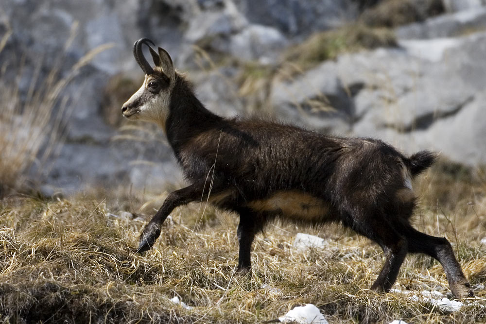 Gemse Foto & Bild | tiere, wildlife, säugetiere Bilder auf fotocommunity
