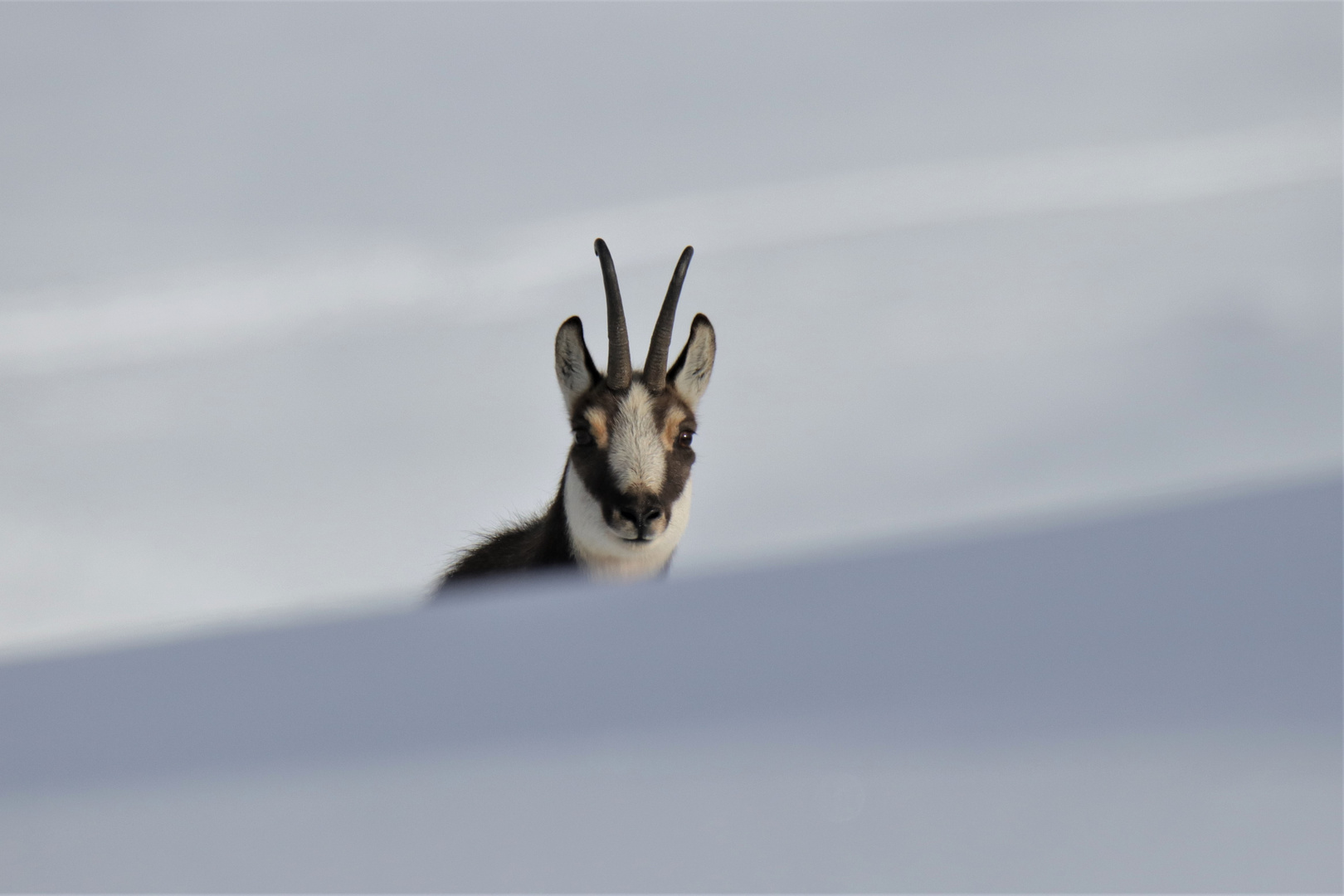 Gemse Foto & Bild | tiere, wildlife, wildlife: sonstige tiere Bilder ...