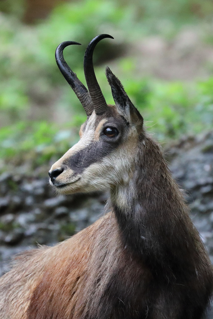 Gemse Foto & Bild | tiere, zoo, wildpark & falknerei, säugetiere Bilder ...