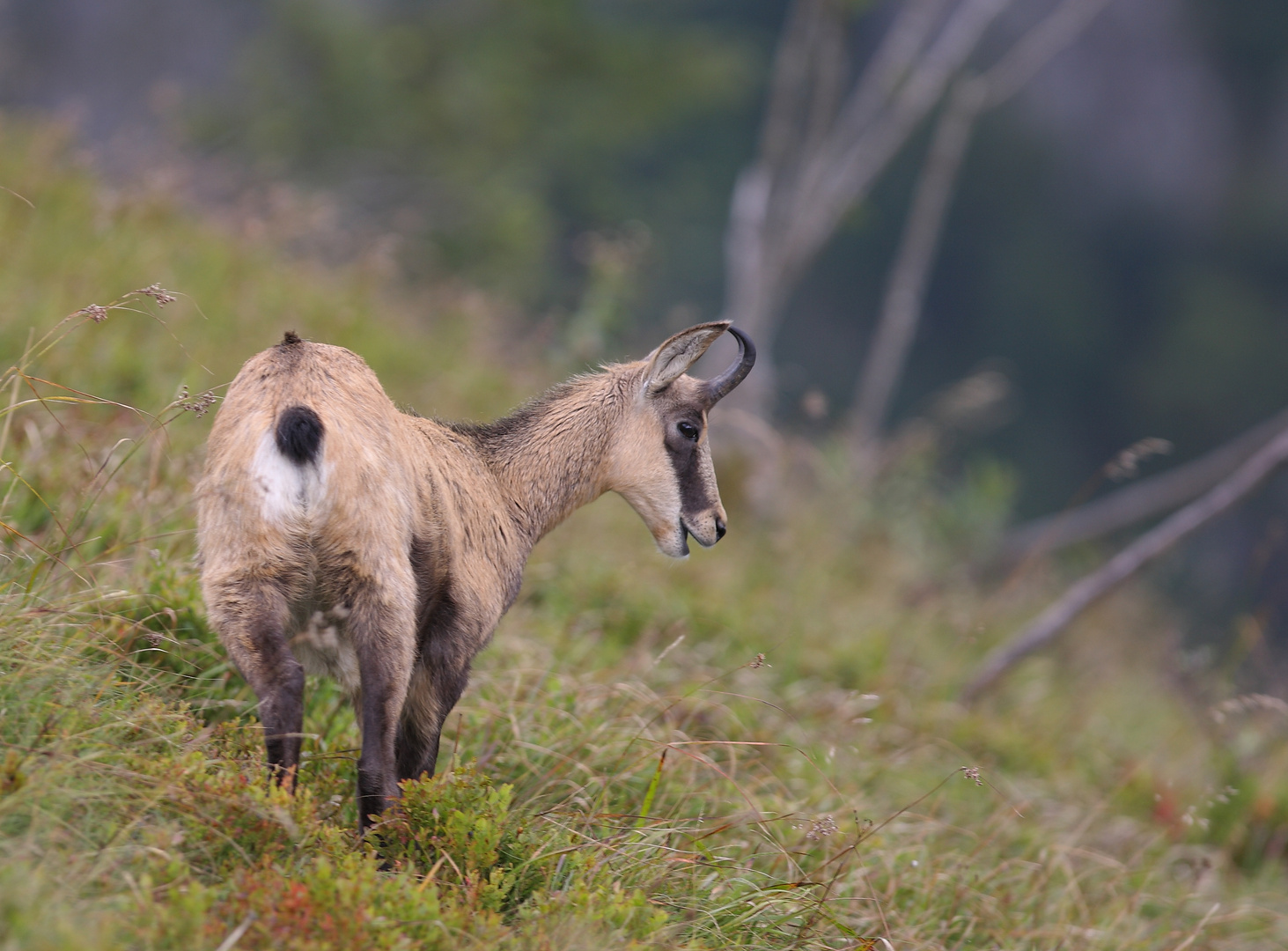 Gemse in den Vogesen Foto & Bild | tiere, wildlife, säugetiere Bilder ...