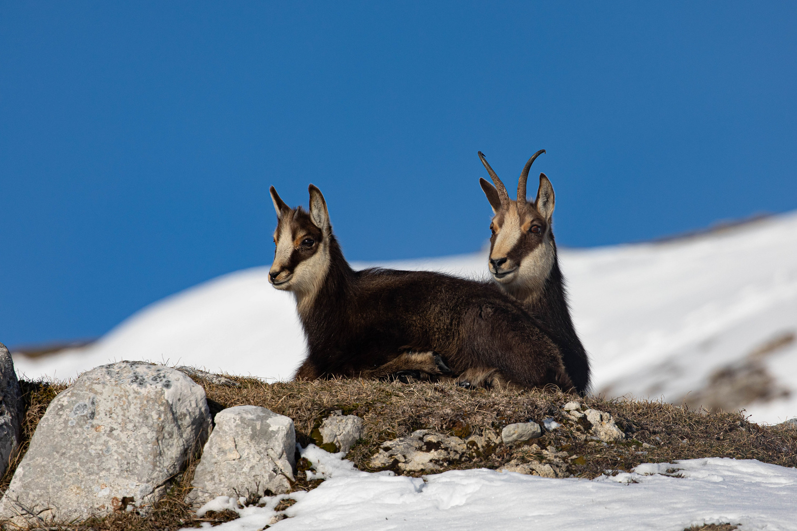 Gemse mit Kitz Foto & Bild | tiere, wildlife, säugetiere Bilder auf ...