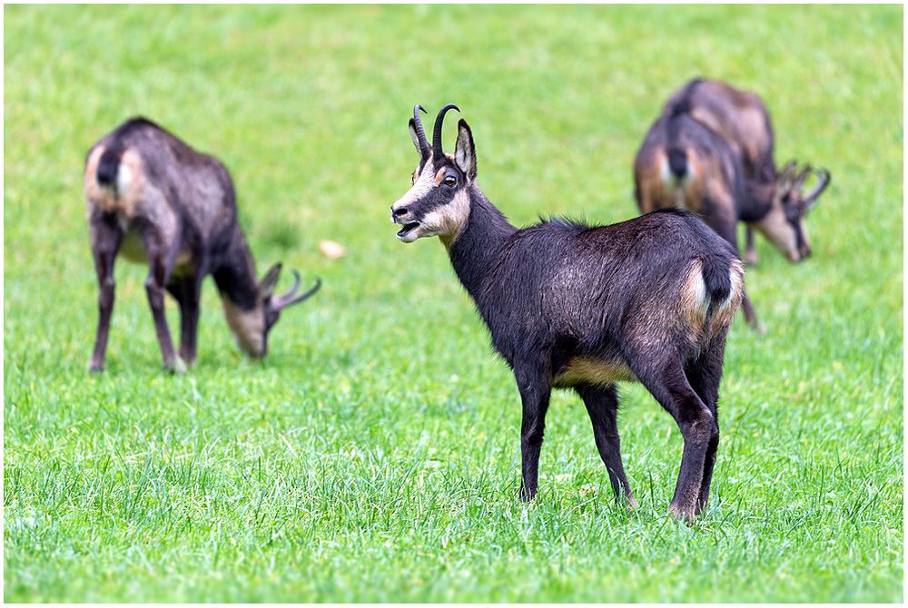 Gemsen Foto & Bild | sonstige tiere, tiere, wildlife Bilder auf ...
