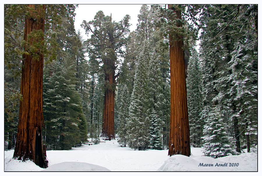 General Sherman... Foto & Bild | north america, united states, national ...