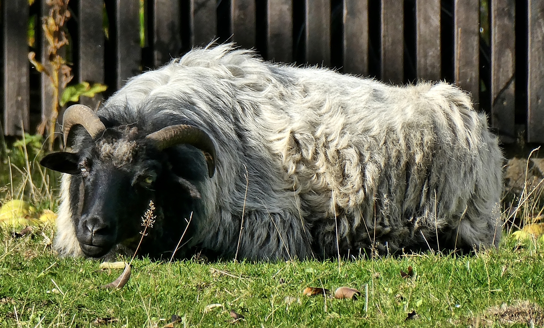 Genervt... Foto & Bild | natur, tiere, haustiere schafe Bilder auf ...