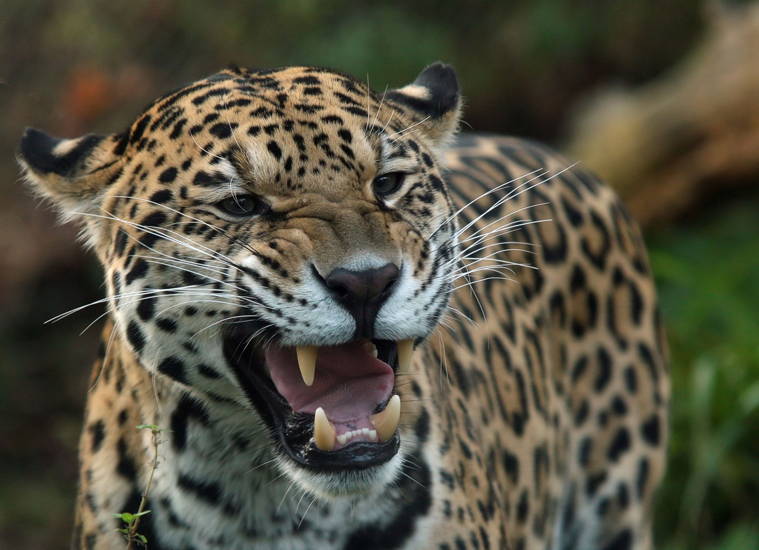 ~genervt~ Foto & Bild | tiere, zoo, wildpark & falknerei, säugetiere ...