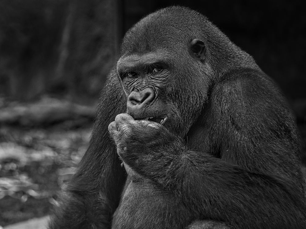 " genervt " Foto & Bild | spezial, münchen, natur Bilder auf fotocommunity