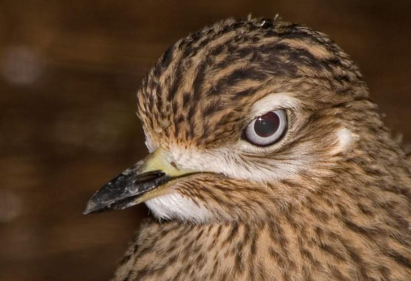 genervt.... Foto & Bild | tiere, zoo, wildpark & falknerei, vögel ...