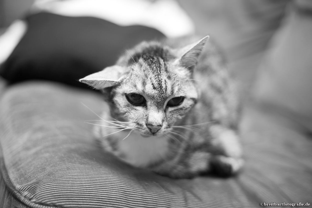 genervte Katze Foto & Bild | tiere, haustiere, katzen Bilder auf ...