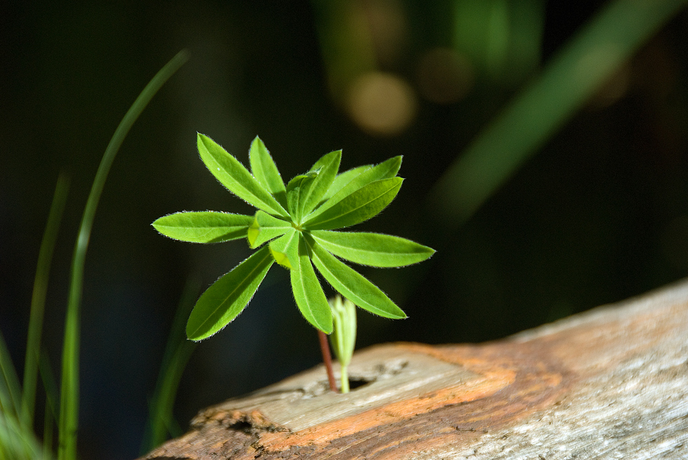 genesis ... Foto & Bild | abstract nature, motives, nature Bilder auf ...